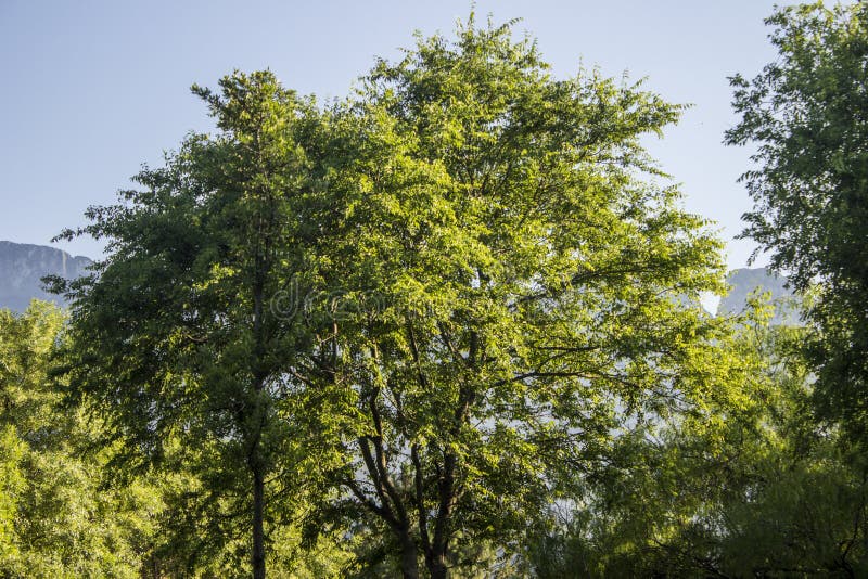 Big leafy tree. stock photo. Image of blurred, angle - 125691594