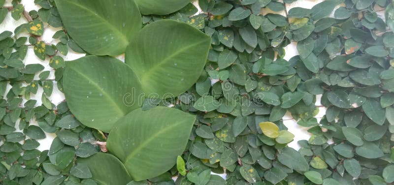 Maara Tree Stock Photos - Free & Royalty-Free Stock Photos from Dreamstime