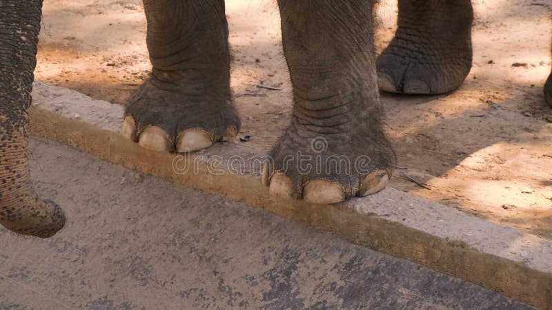 Elephant legs and trunk stock video. Video of body, trunk - 186989421