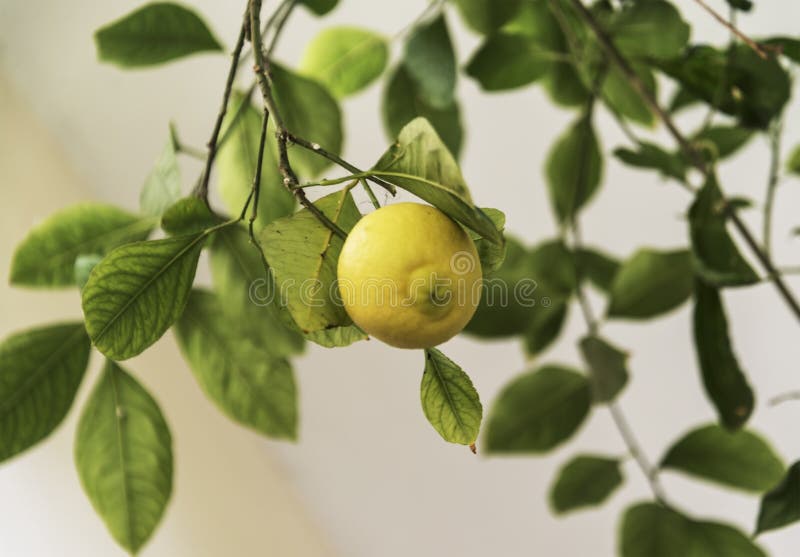 Big Lemon on Green Branch Close Up Stock Image - Image of organic ...