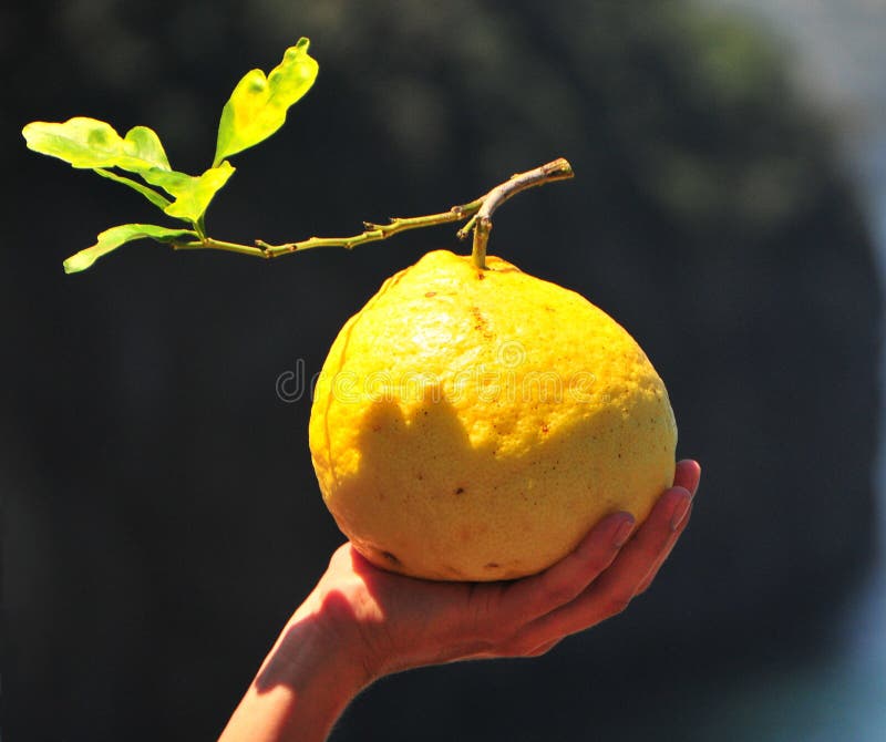 Big lemon in a hand stock image. Image of italy, fruit - 62814021
