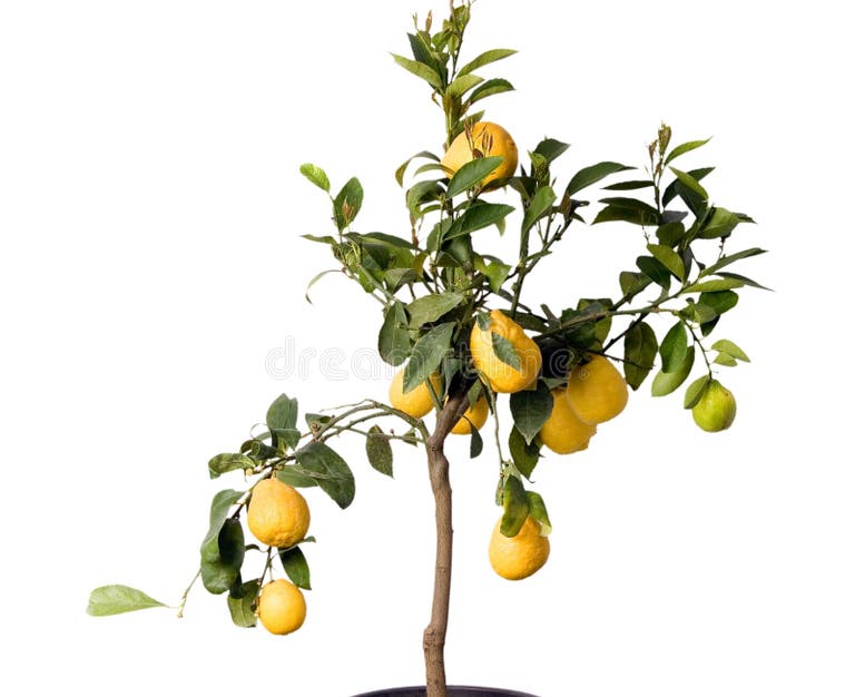 BIG lemon tree - isolated stock photo. Image of juice - 4021746