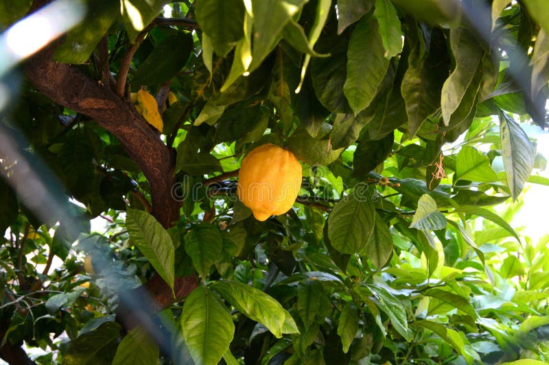 Big lemon stock image. Image of organic, yellow, food - 190345727