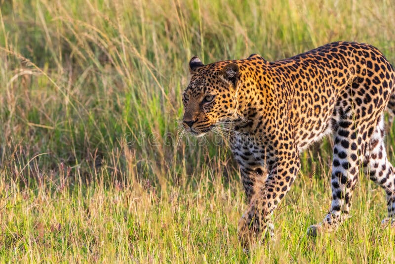 Leopard with Morning Sunset Sit on Floor Space for Font Stock Photo ...