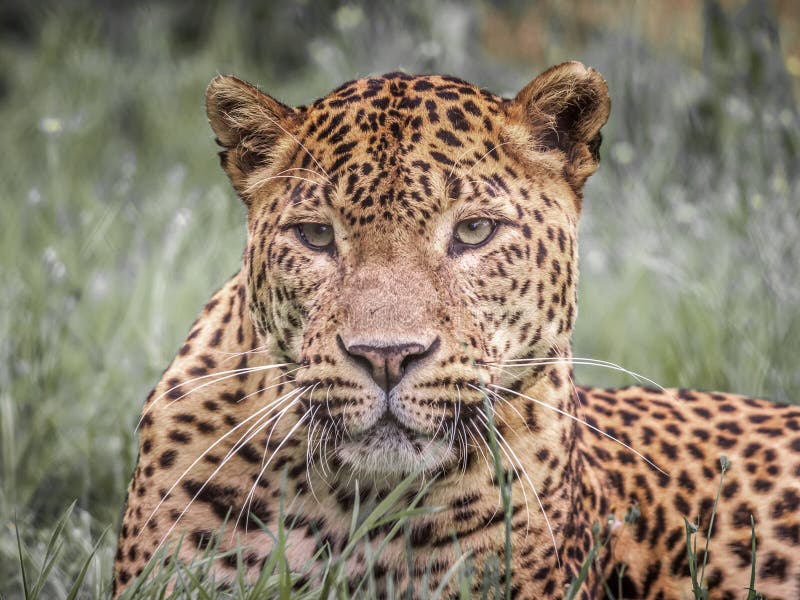 Big Leopard in the Center of a Lush Green Meadow Stock Photo - Image of ...