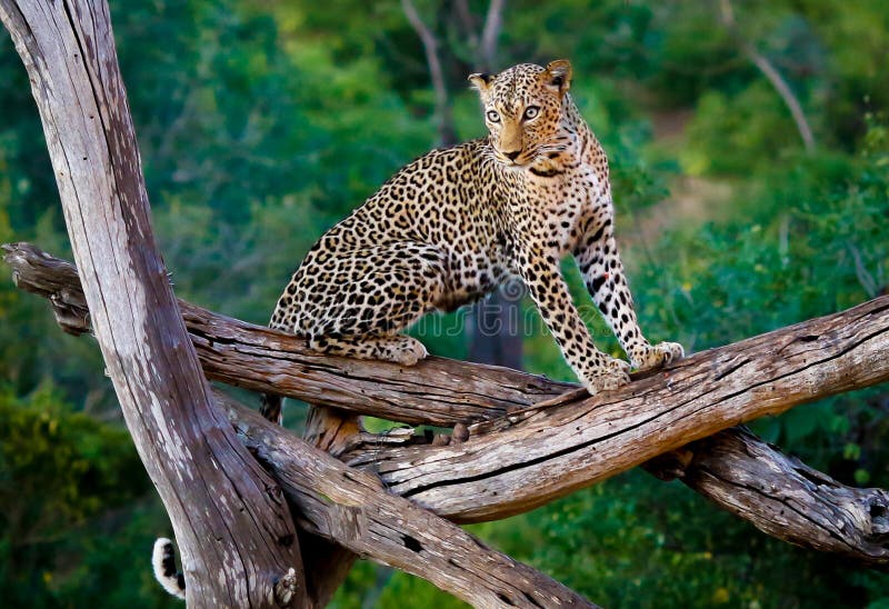 Big leopard stock image. Image of hole, earth, landscape - 50266627