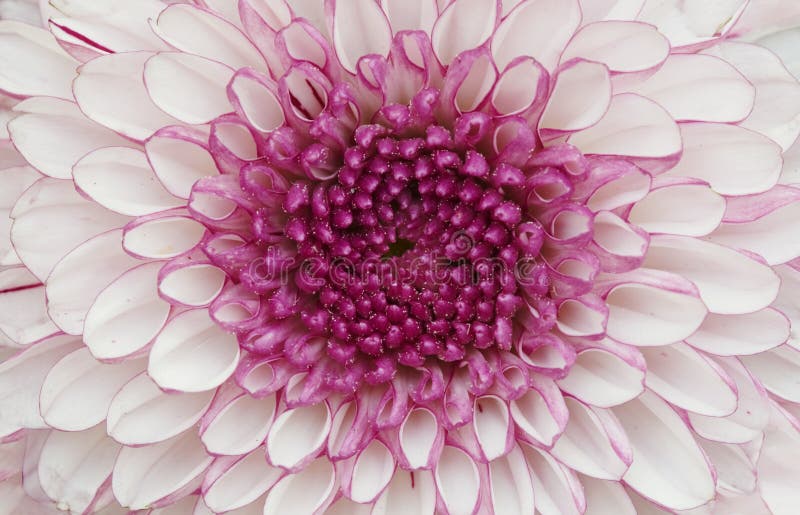 Big Lilac Flower Close Up - Background Stock Photo - Image of ...