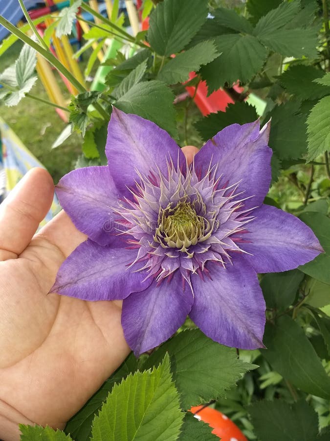 Big Lilac Flower in Green Foliage Stock Photo - Image of flower, green ...