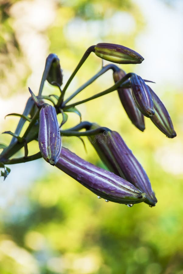 Big Lilium buds stock image. Image of decorative, green - 96344971
