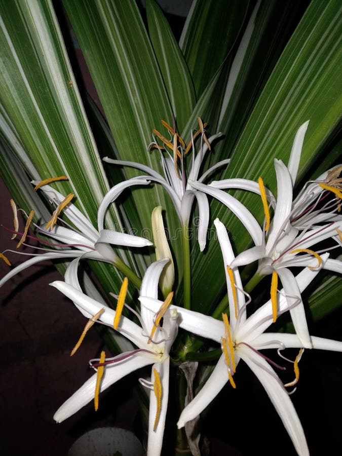 This is a big lily flower stock photo. Image of green - 266118130