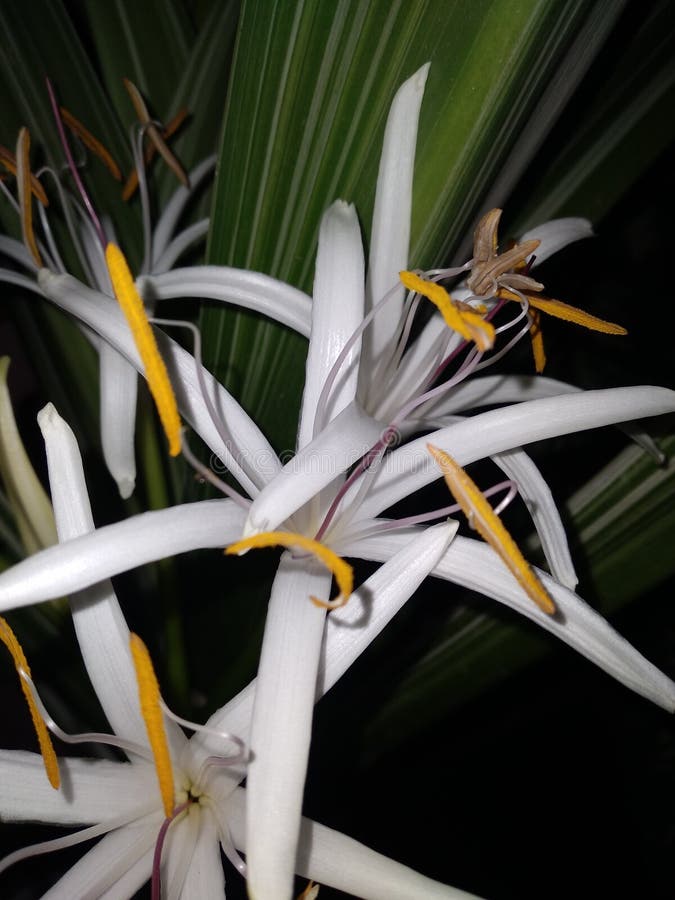 This is a big lily flower stock photo. Image of plant - 266118112