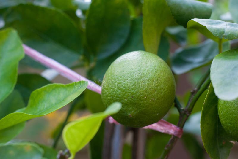 Big Lime Hanging on Its Branch in the Lime Garden Stock Photo - Image ...