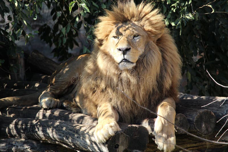 Big Lion Lying and Relaxing in the Zoo Stock Photo - Image of hairy ...