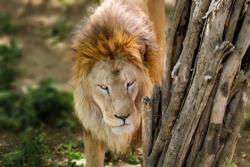 Big Lion Peeking Out from Behind a Tree Stock Image - Image of mammal ...