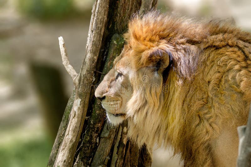 Big Lion Peeking Out from Behind a Tree Stock Image - Image of mammal ...