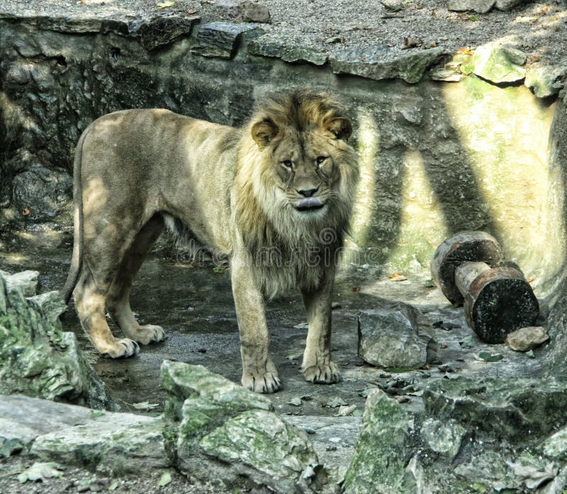 Old Scrubby Wooden Bench in Garden Stock Image - Image of green, summer ...