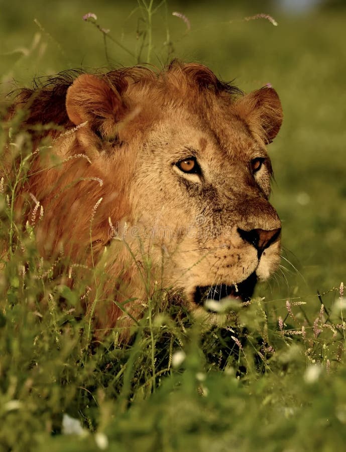 Big Lion Resting in Grass Field, Gazing Right Stock Image - Image of ...