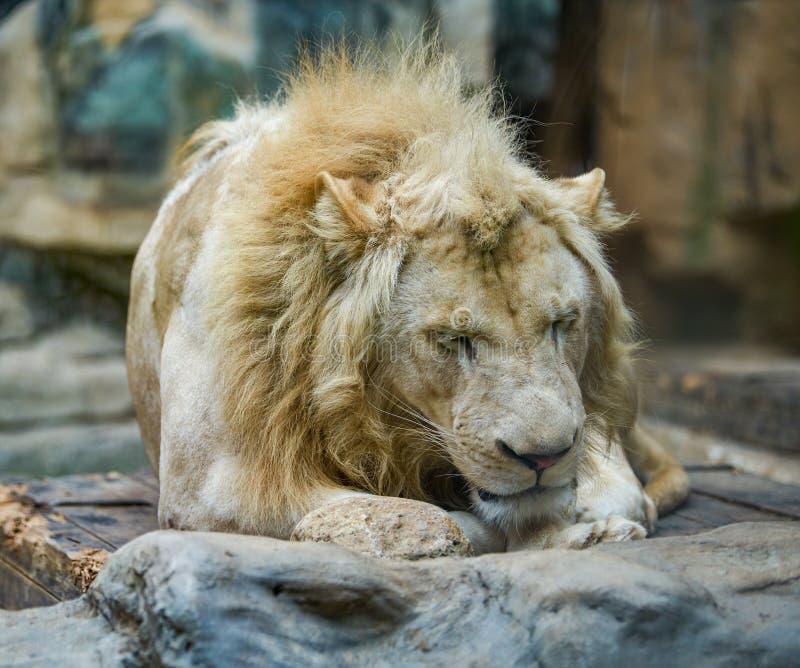 A Big Lion Sleeping, Animal Beast Stock Photo - Image of snout ...