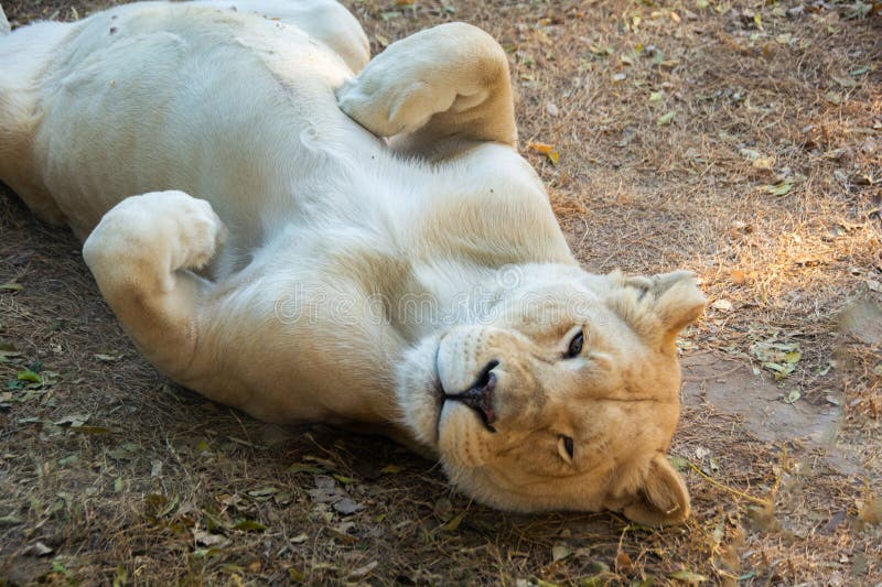 A big lion stock photo. Image of lion, carnivore, alion - 302094248