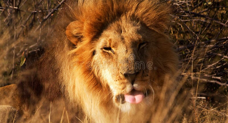 The Big Lion is Very Dangerous. Stock Image - Image of hunting, namibia ...