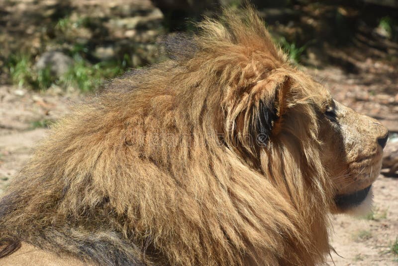 A Big Lion stock image. Image of nature, dangerous, king - 149986005