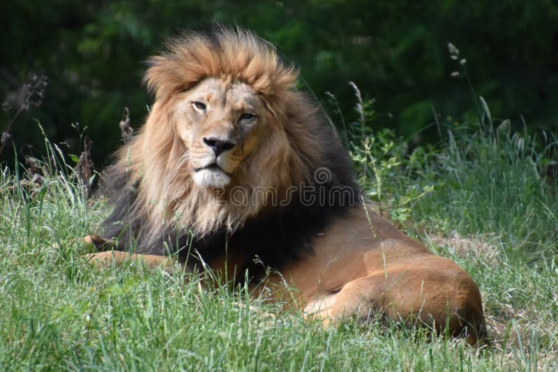 A Big Lion stock photo. Image of looking, national, nature - 157221498