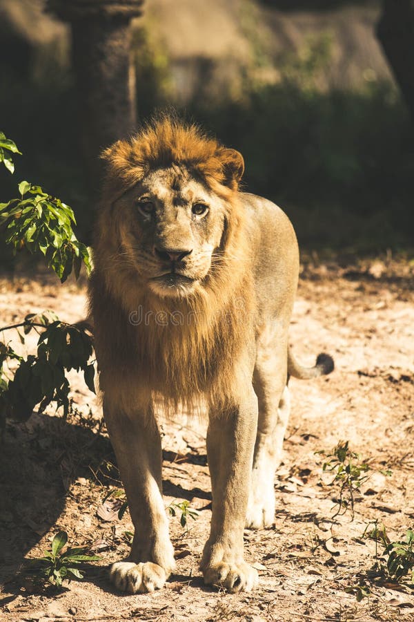Big lion stock photo. Image of majestic, pride, lion - 83916654