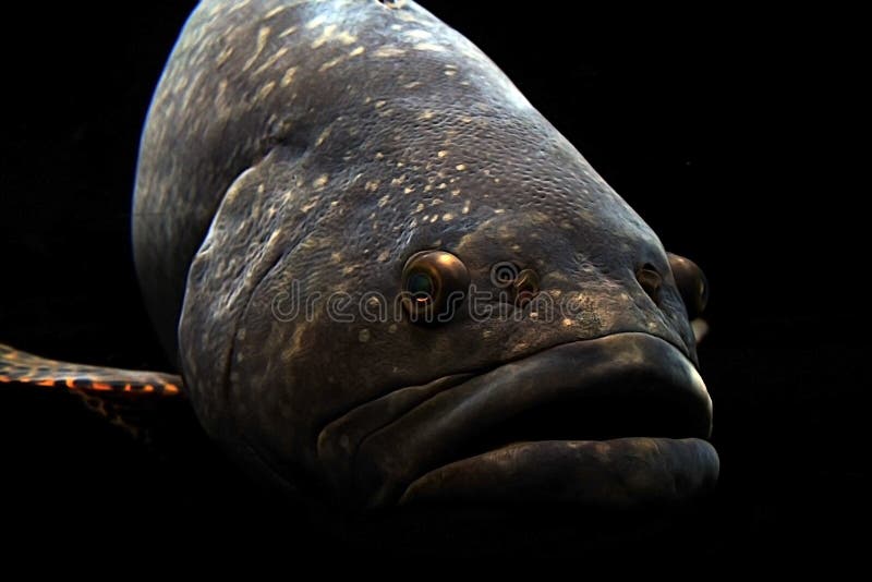 Big Lips Fish stock image. Image of monster, water, fish - 3307919