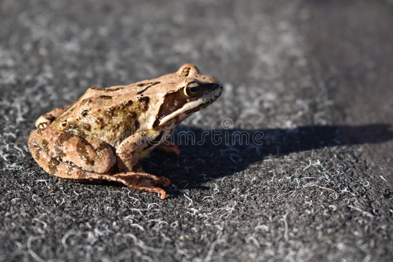 Big Live Frog on a Gray Background a Close Up Stock Photo - Image of ...