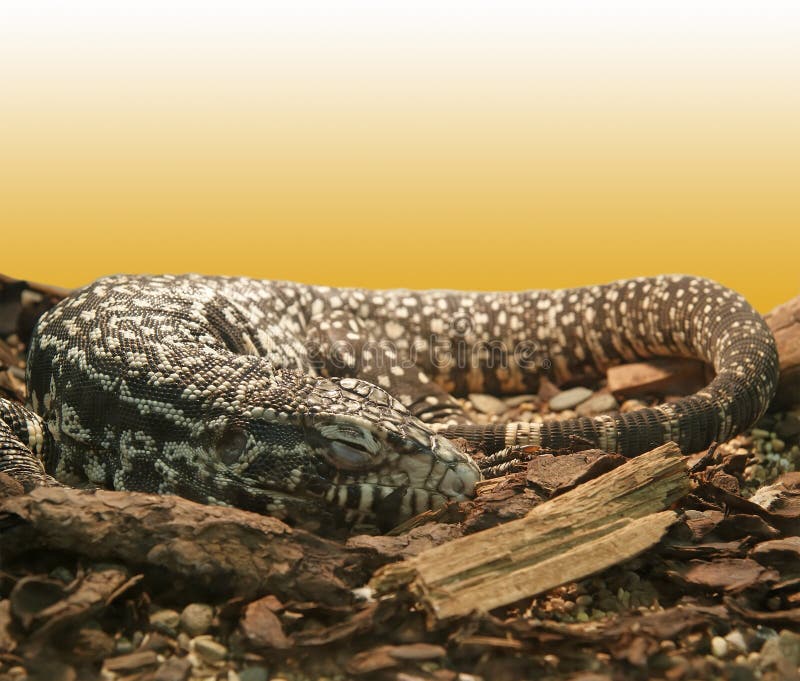 Big lizard stock image. Image of macro, wild, details - 21585027