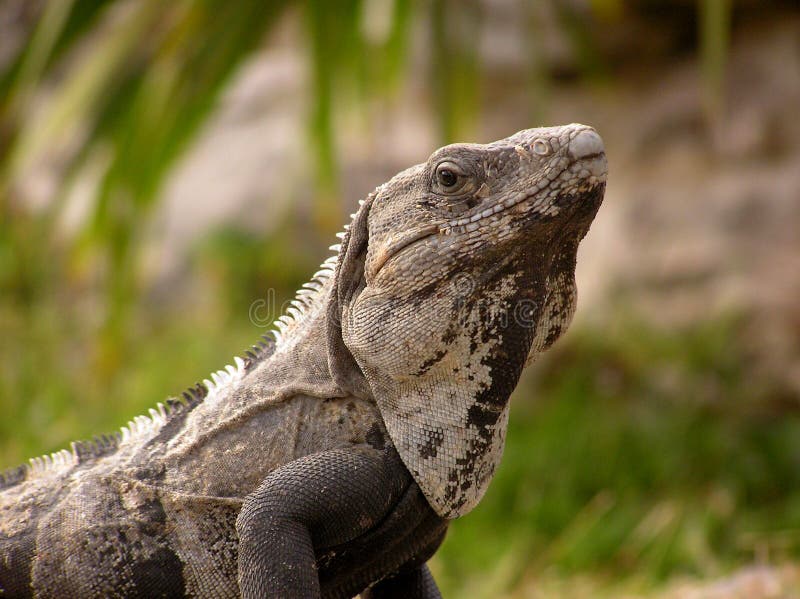 Big Lizard Picture. Image: 2303671