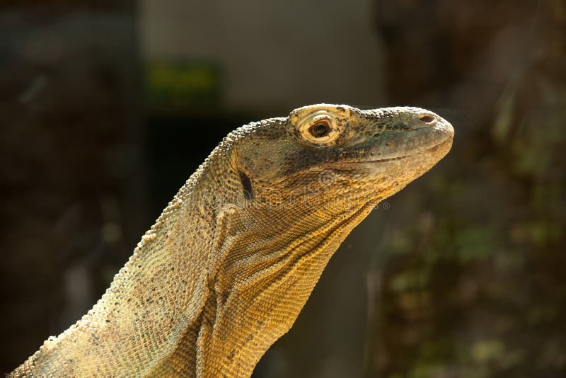 Big lizard stock image. Image of lizard, beast, nature - 26977303