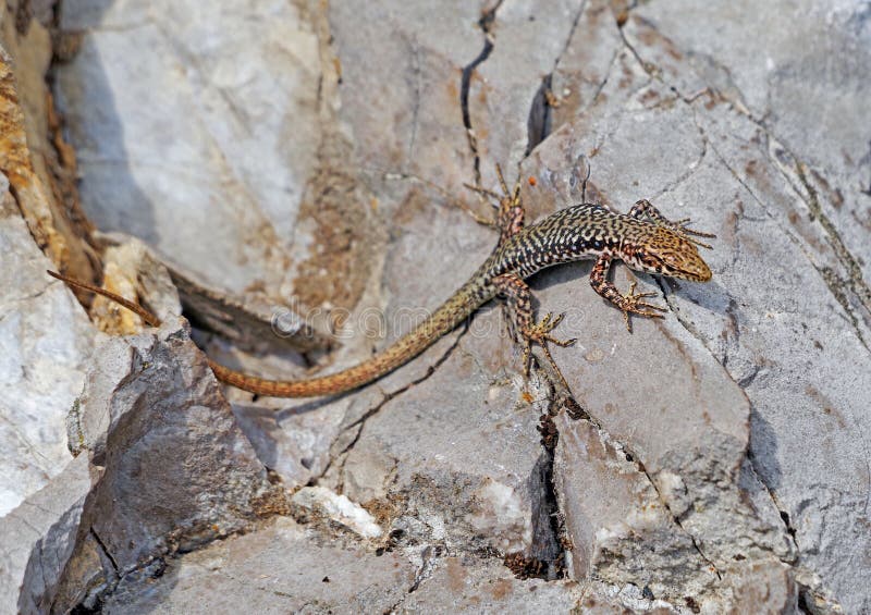 Lizard basking in the sun stock image. Image of climate - 197548623