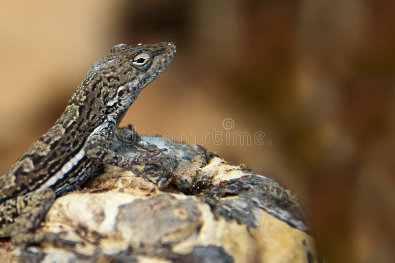 Lizard Basking in the Sun on a Stone Stock Photo - Image of reptile ...