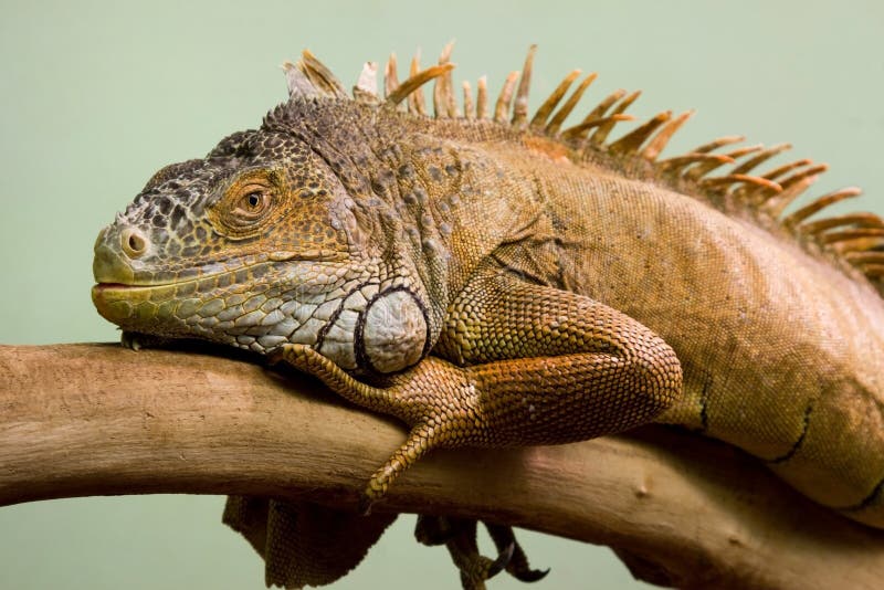 Big lizard close-up stock image. Image of iguana, legs - 6547433