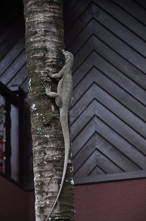 Big Lizard climbing stock image. Image of lizard, climbed - 90923473