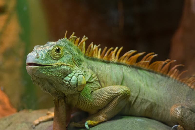 Big lizard close up stock photo. Image of reptile, lizard - 128783090