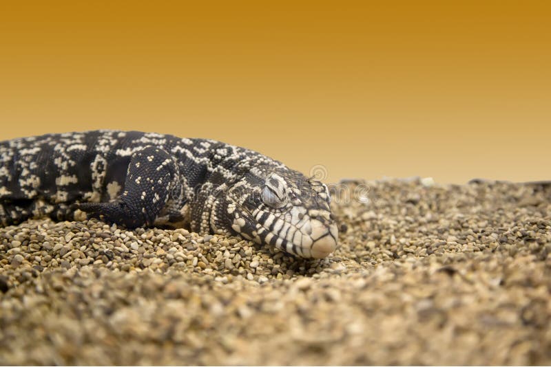 Big lizard stock image. Image of iguana, animals, closeup - 33662631