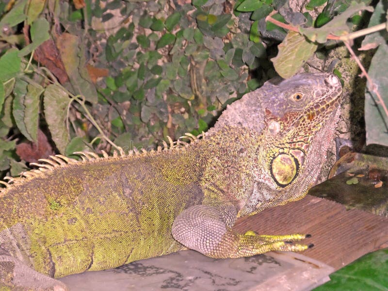 Big lizard photo detail stock image. Image of detail - 149223689