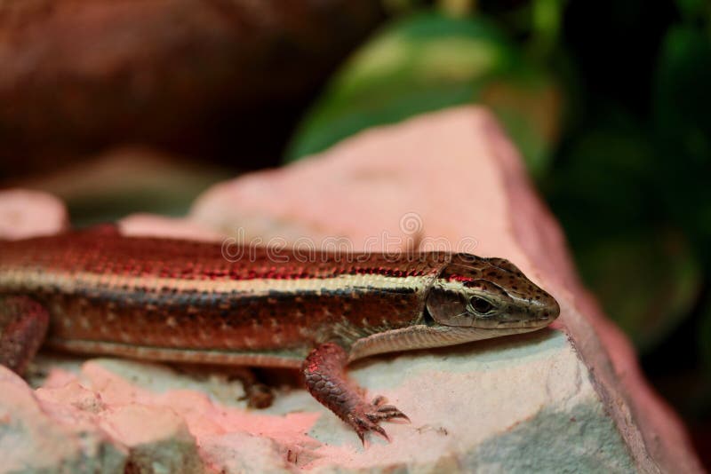 Big lizard portrait stock photo. Image of amphibian - 112116886