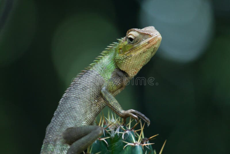 A Big Lizard Sitting on a Cactus Stock Image - Image of mouth, brown ...