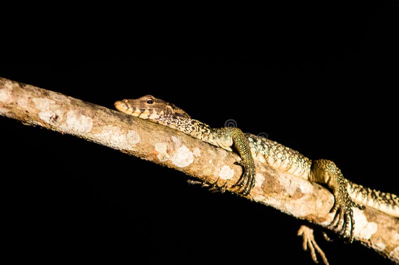 Yellow Spotted Tropical Night Lizard Size