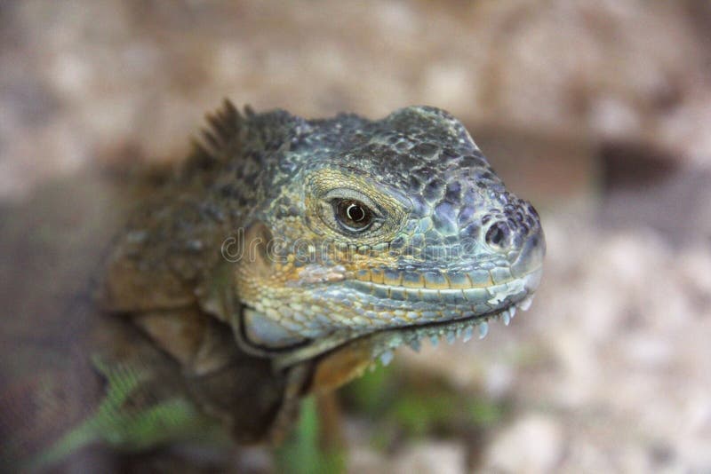Big lizard in terrarium stock photo. Image of predator - 144276928