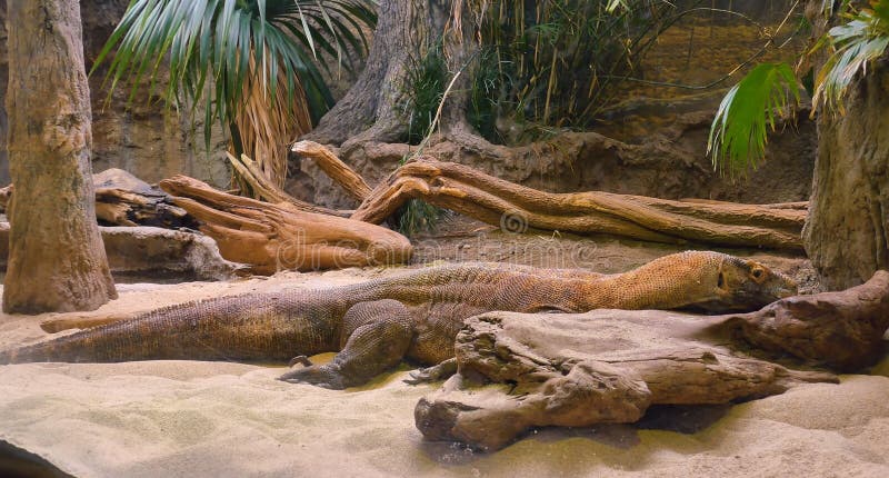 Big Lizard in the Tropics on the Nature. Stock Image - Image of lizards ...