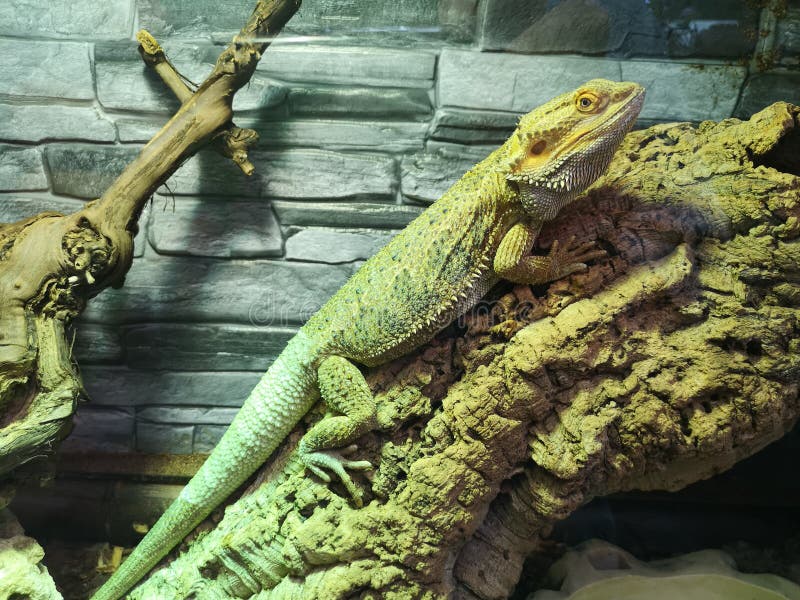 Big lizard in the zoo. stock photo. Image of water, outdoor - 247094022
