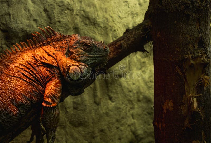 Big lizard in the zoo.Lazy stock image. Image of wildlife - 271461597