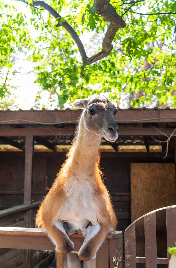 Big Llama in the Zoo. Selective Focus Stock Photo - Image of domestic ...