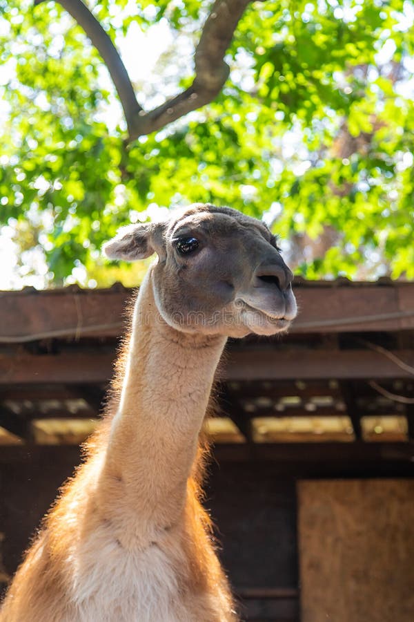 Big Llama in the Zoo. Selective Focus Stock Photo - Image of portrait ...