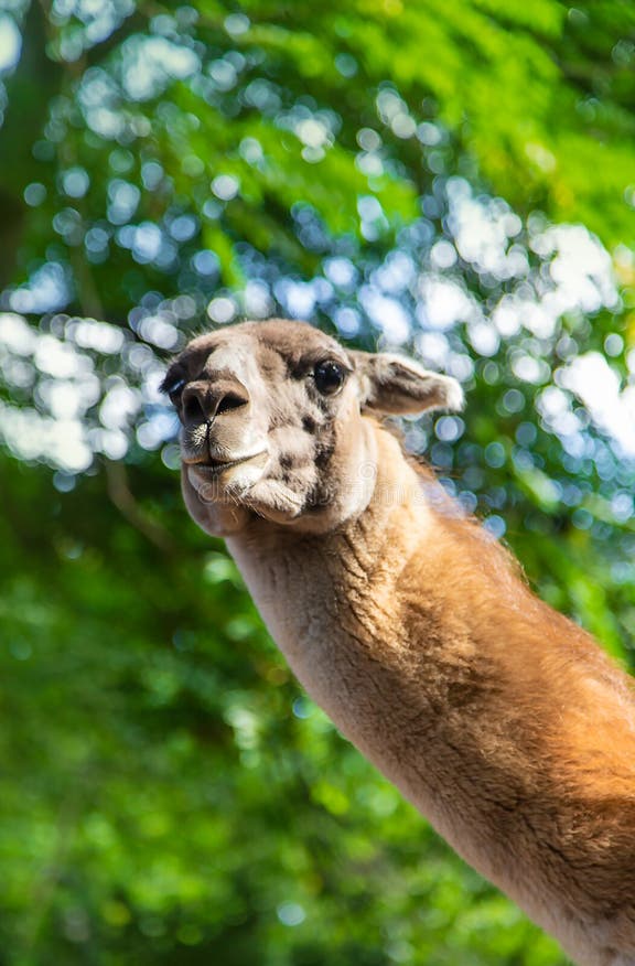 Big Llama in the Zoo. Selective Focus Stock Photo - Image of young ...