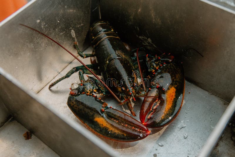 A Large Lobster is Sitting in a Box Outside in Water Stock Photo ...